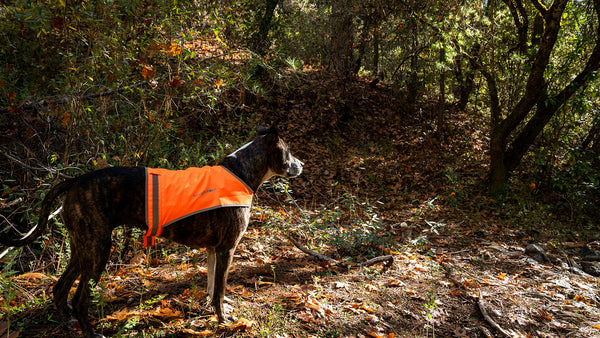 SafetyPUP XD - Superior Visibility - Reflective, Hi Vis Dog Vests and ...