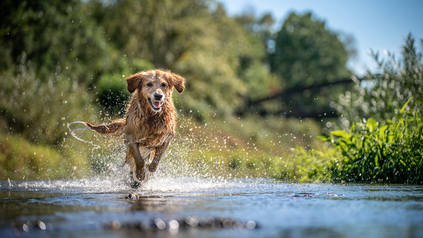 Top Dog Safety Tips to Keep Your SafetyPUP Happy and Healthy ...