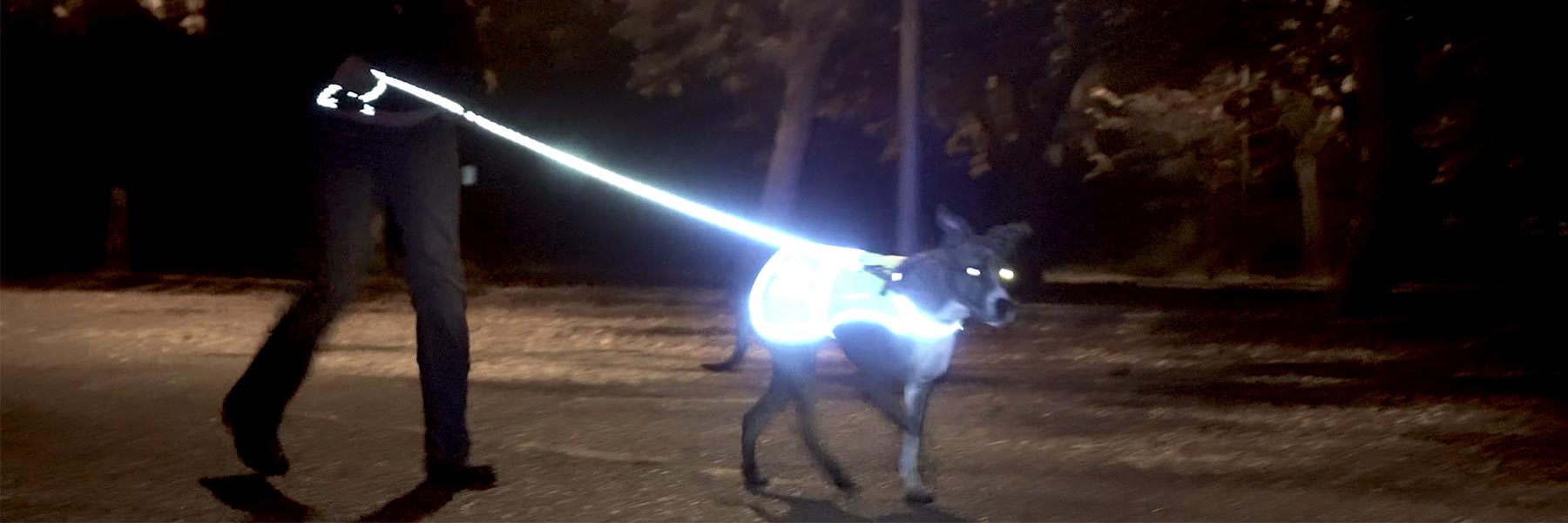 Dog Safety Tips For Nighttime Walks – SafetyPUP XD - Superior ...