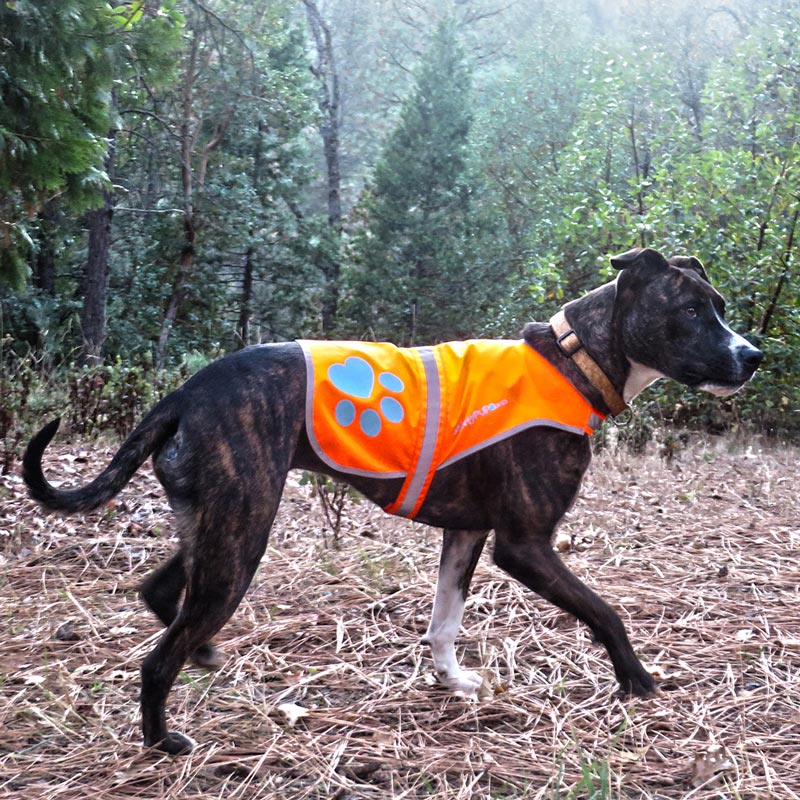 Reflective Dog Vests | SafetyPUP XD® High Visibility Gear – SafetyPUP ...
