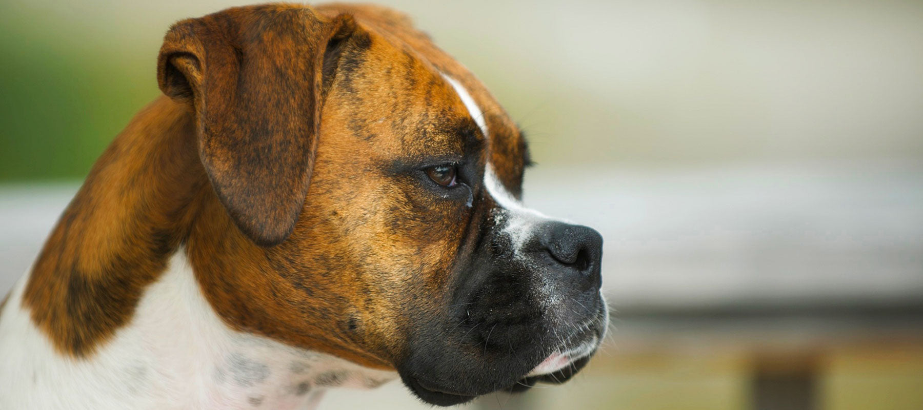 SafetyPUP XD - Superior Visibility - Reflective, Hi Vis Dog Vests and ...