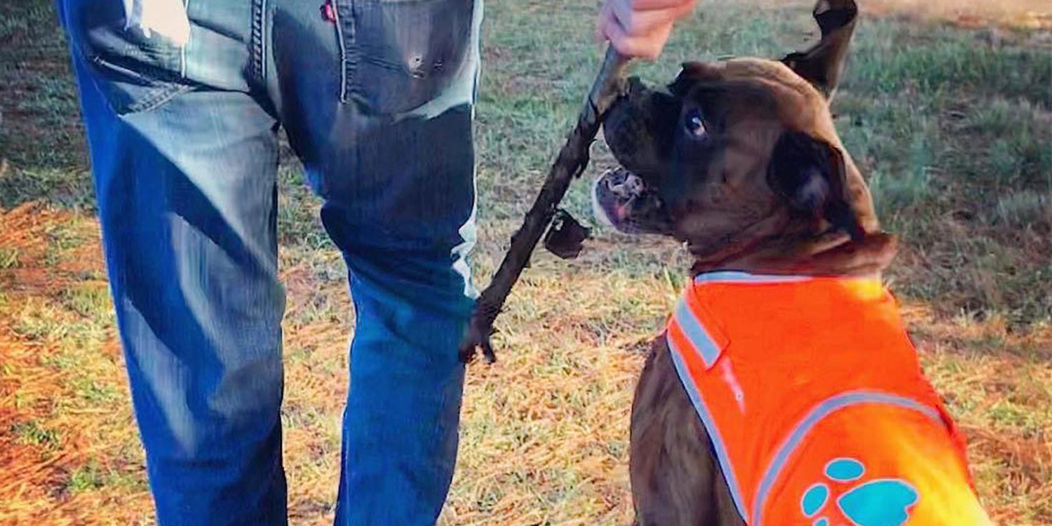 SafetyPUP XD - Superior Visibility - Reflective, Hi Vis Dog Vests and ...